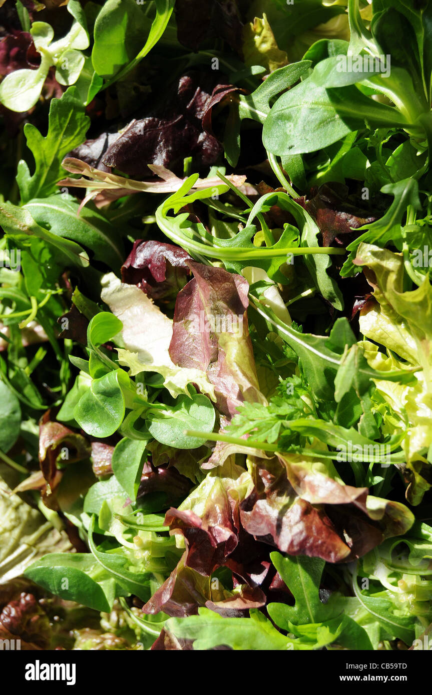 Tango lettuce leaves hi-res stock photography and images - Alamy