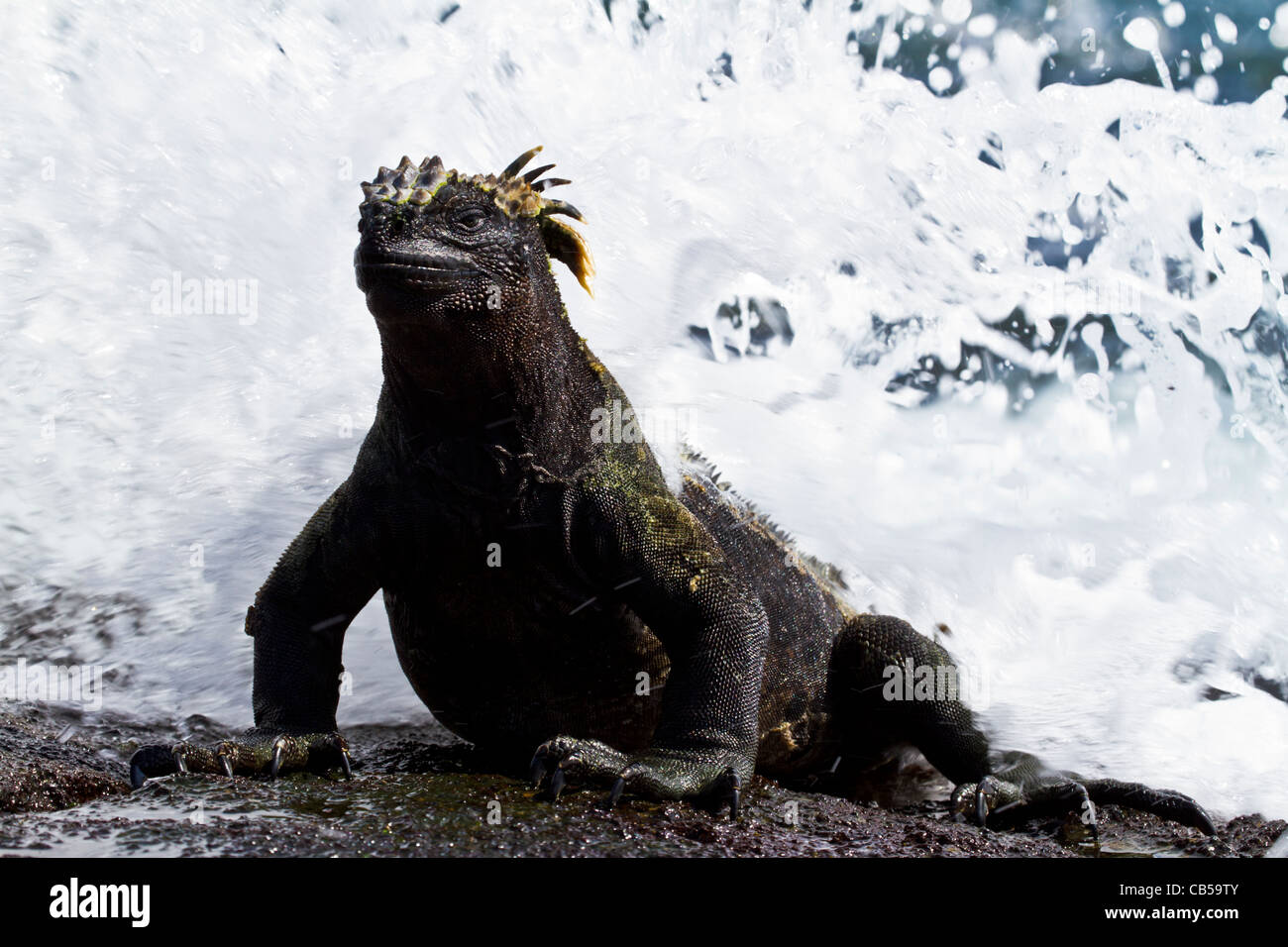 galapagos wild water wave splash sea marine iguana fresh outdoors ...