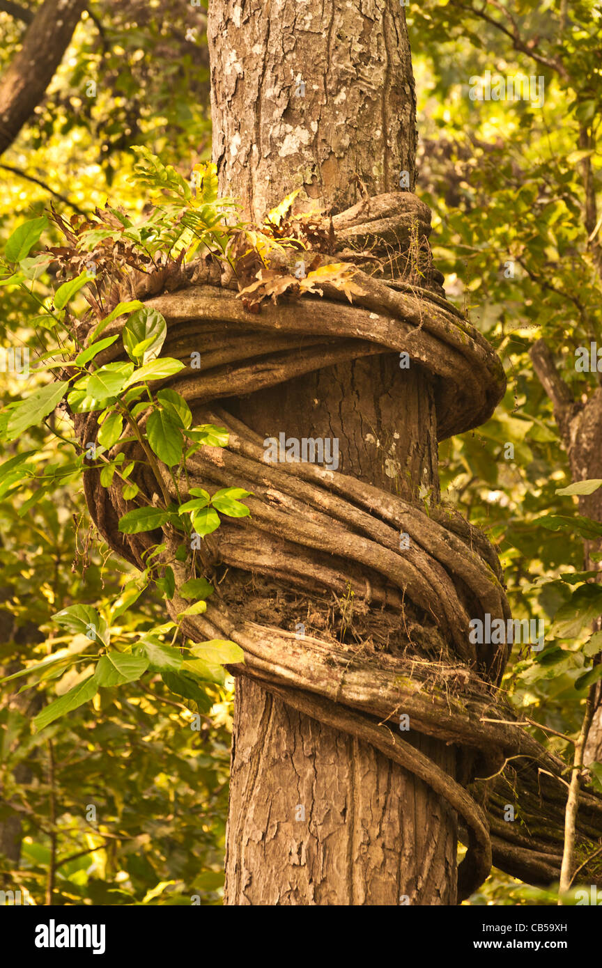 Wild ivy hi-res stock photography and images - Alamy