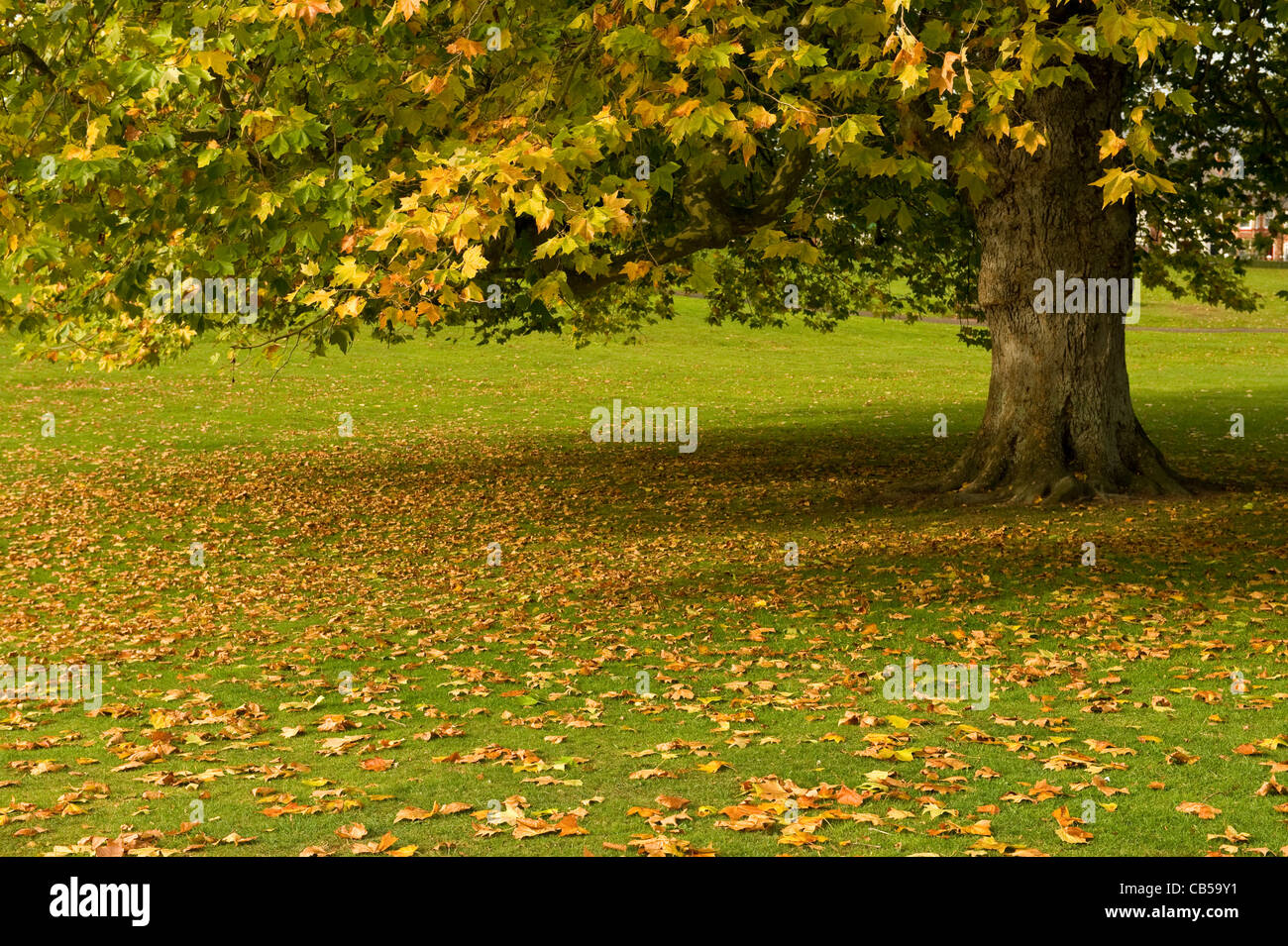 Autumn tree with fallen leaves Stock Photo - Alamy