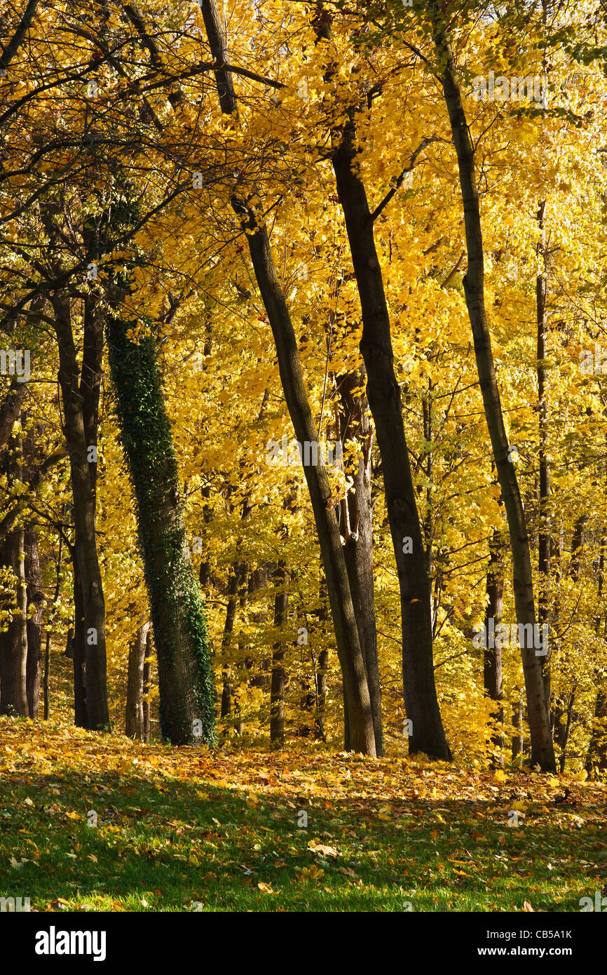 Illuminated pathway hi-res stock photography and images - Alamy