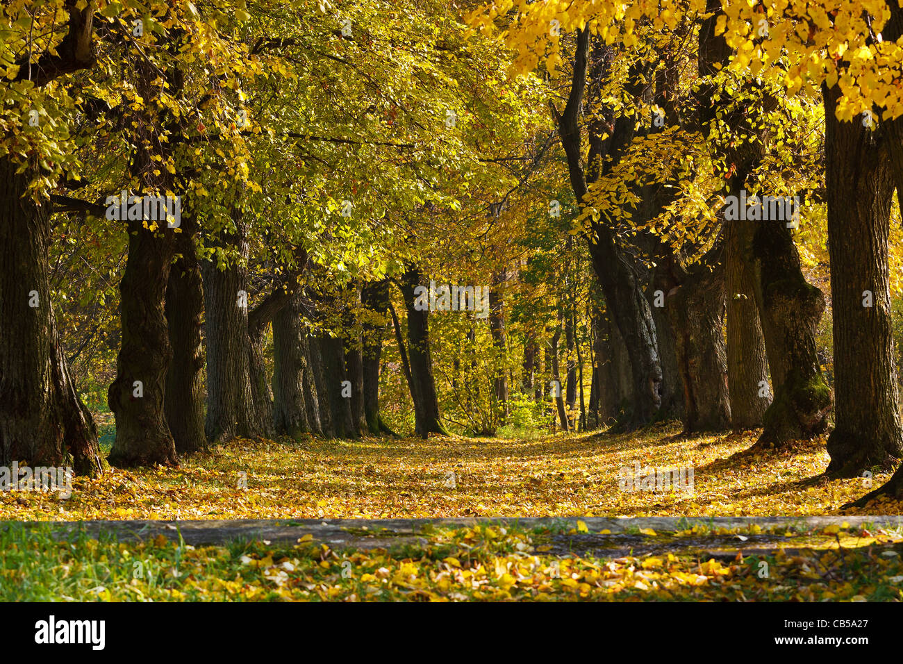 Illuminated pathway hi-res stock photography and images - Alamy