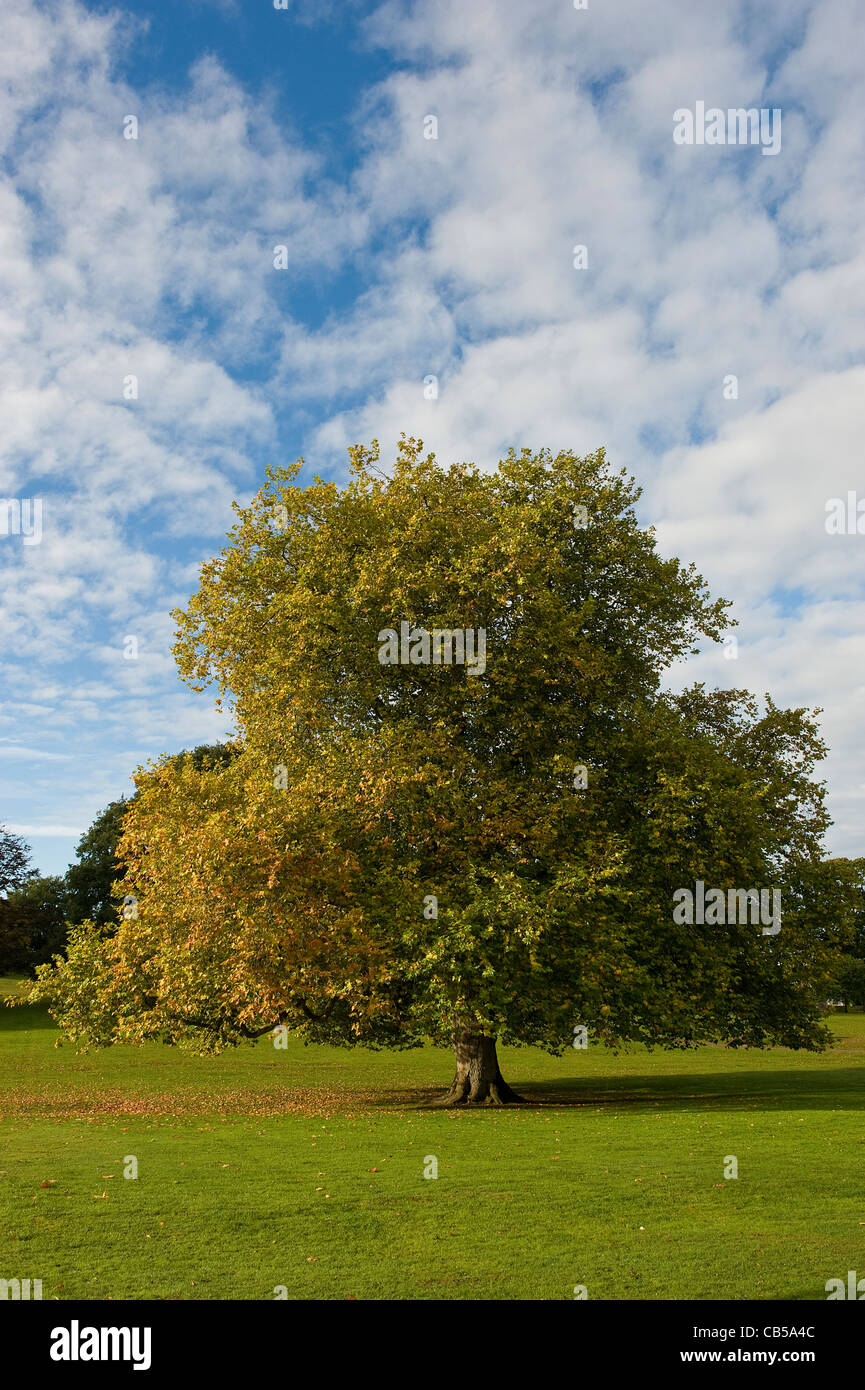 Autumn tree with fallen leaves Stock Photo - Alamy