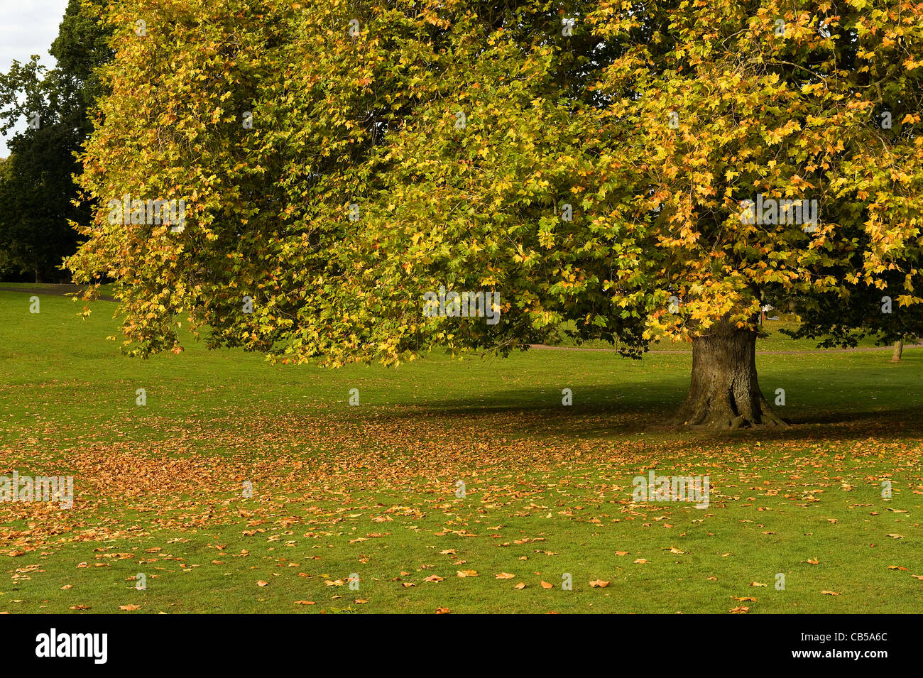 Autumn tree with fallen leaves Stock Photo - Alamy