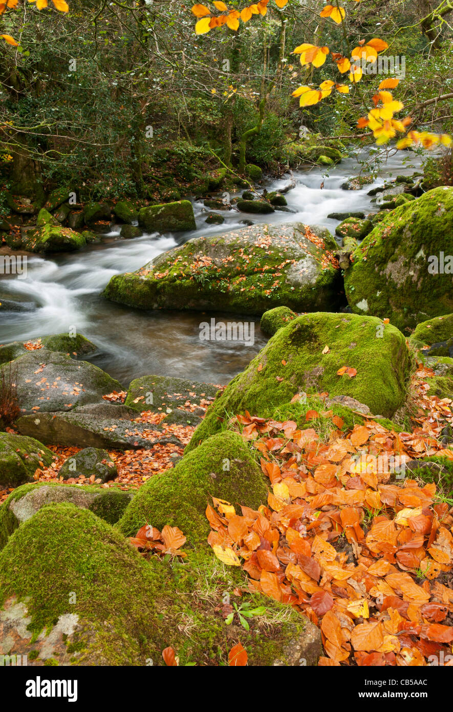 Autumnal beech leaves next to river Meavy, Dartmoor, Devon UK Stock ...