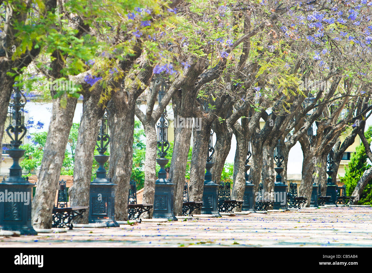 Jacaranda trees jerez hi-res stock photography and images - Alamy