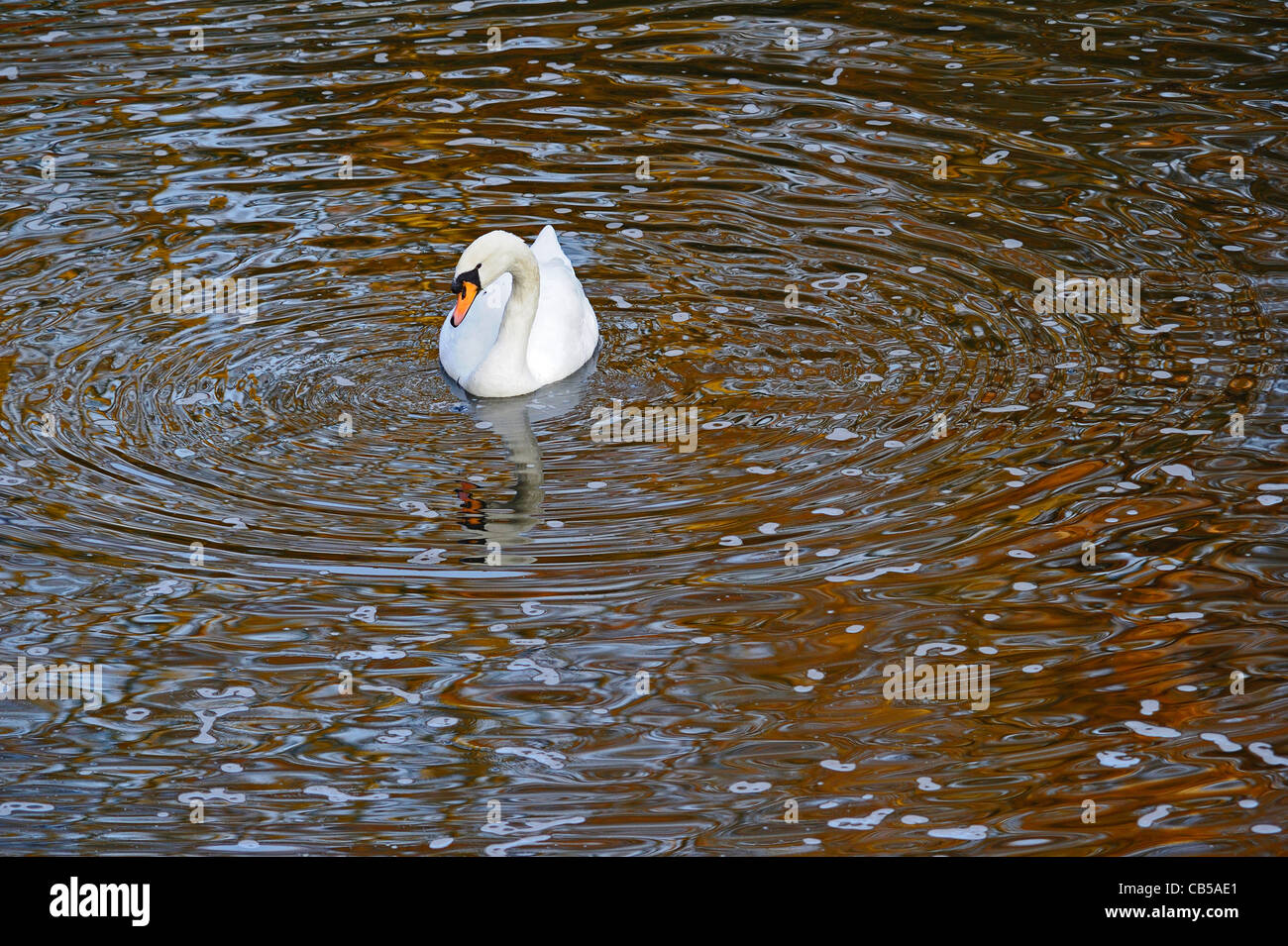 Female cob swan hi-res stock photography and images - Alamy