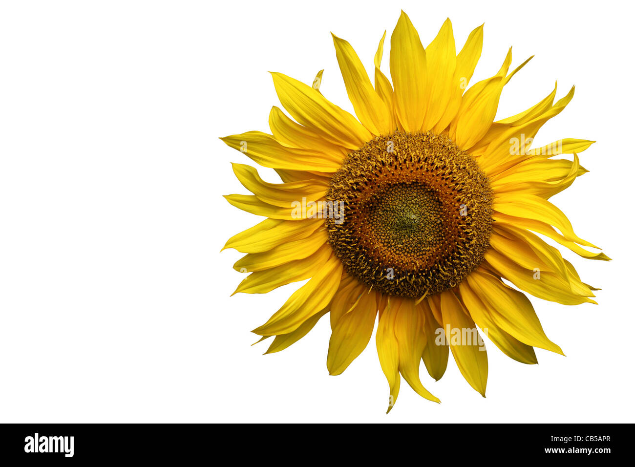 Golden sunflower isolated in hi-res stock photography and images - Alamy