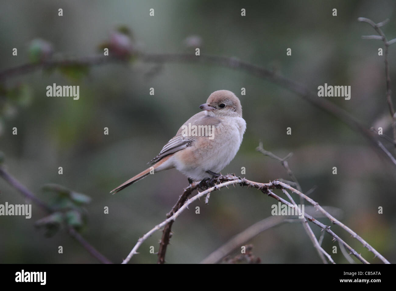 Isabelline Shrike Lanius isabellinus Stock Photo - Alamy