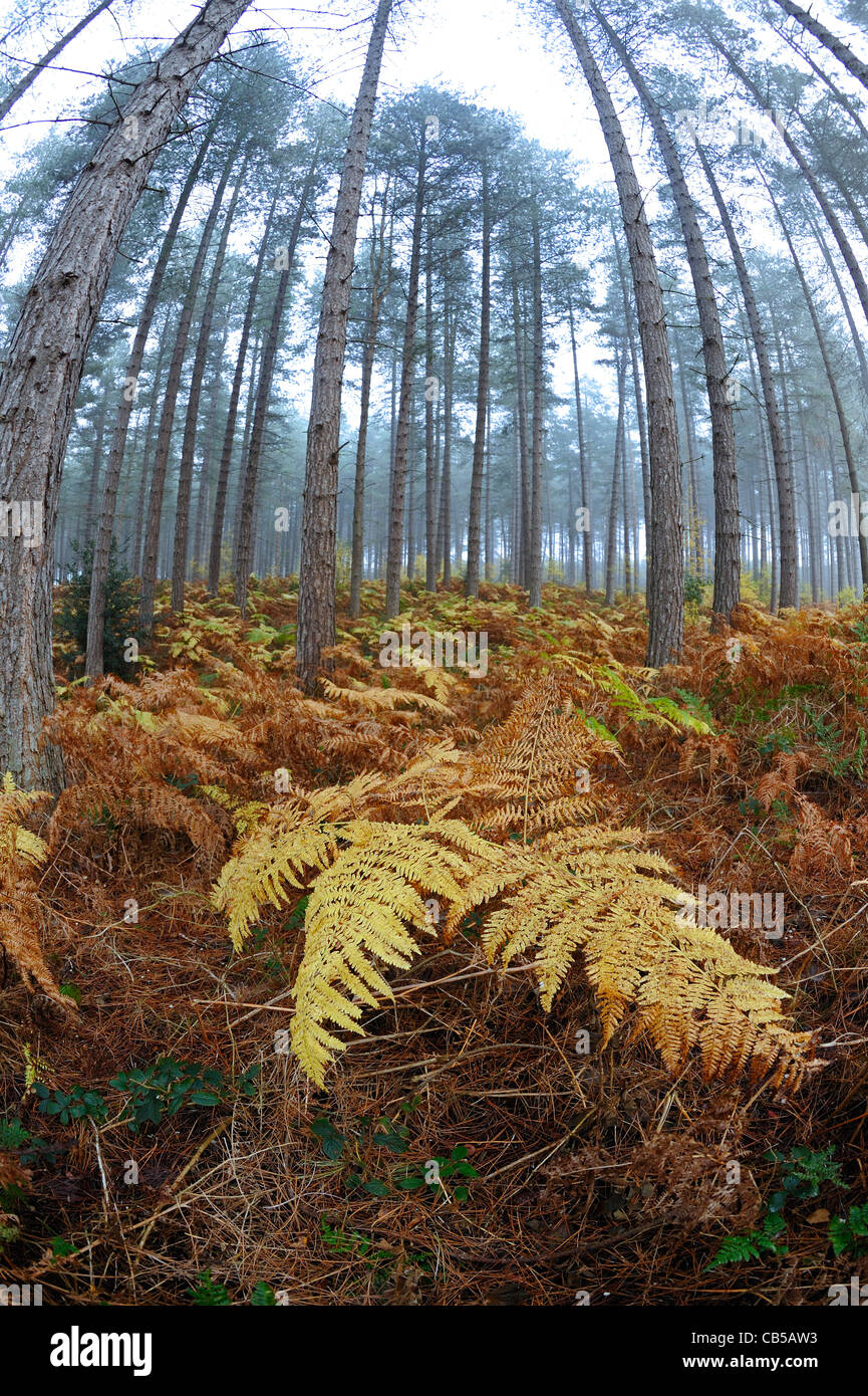 Bracken and trees changing into their autumn colour with pine trees in ...