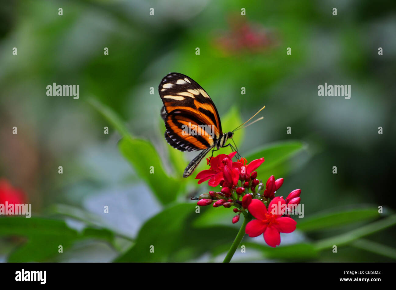 Butterfly in action hi-res stock photography and images - Alamy