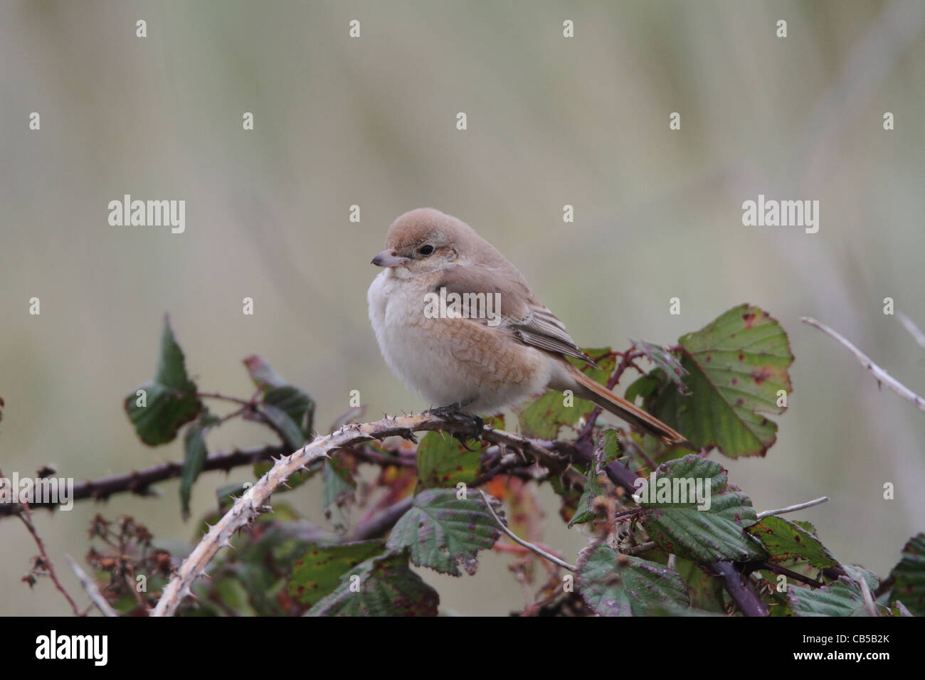 Isabelline Shrike, Lanius isabellinus, in brambles at Horsey, Norfolk ...