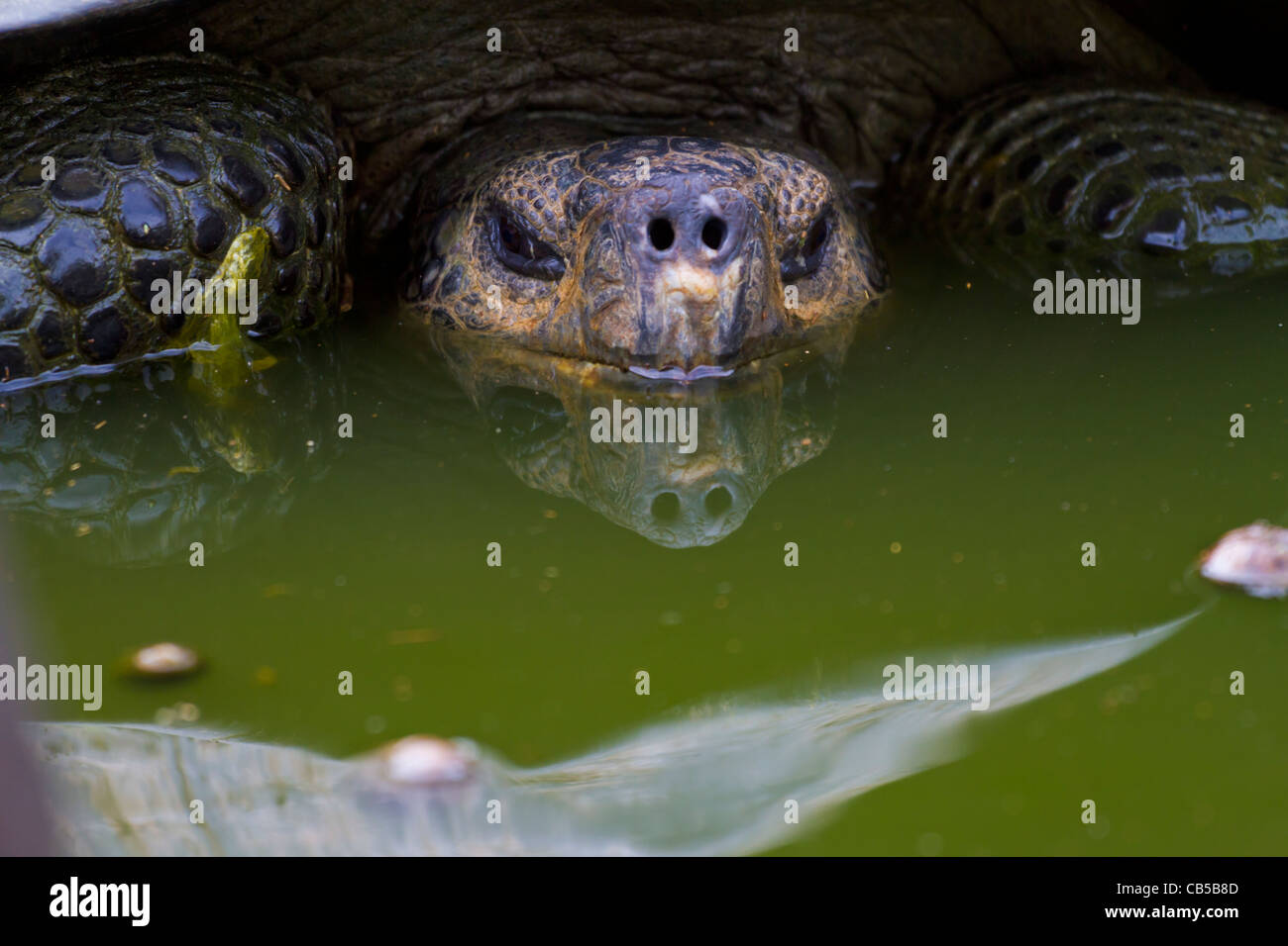 galapagos green reflection swim tortoise pool protected fresh outdoors ...