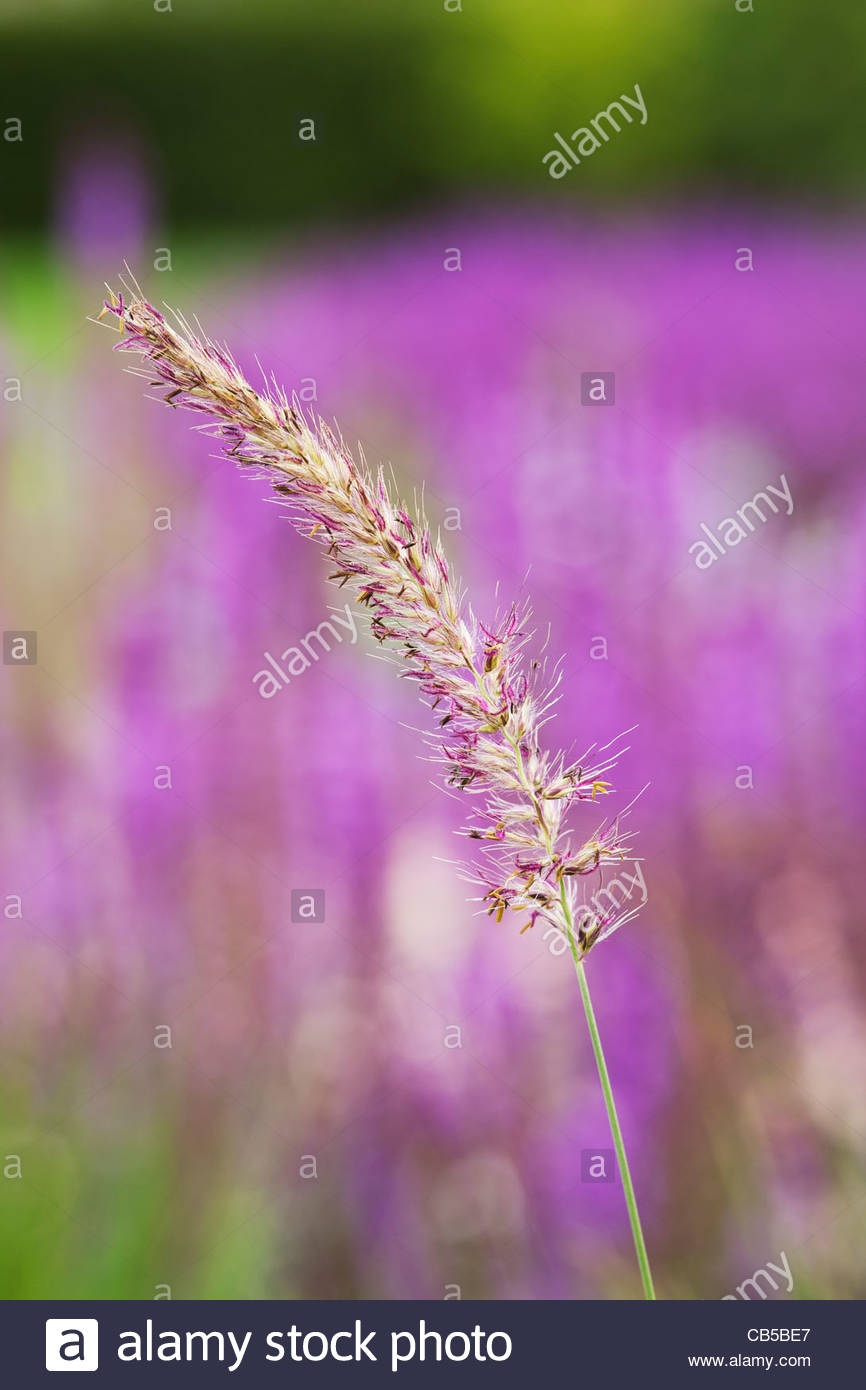 Pennisetum Purple Fountain Grass Stock Photos & Pennisetum Purple ...