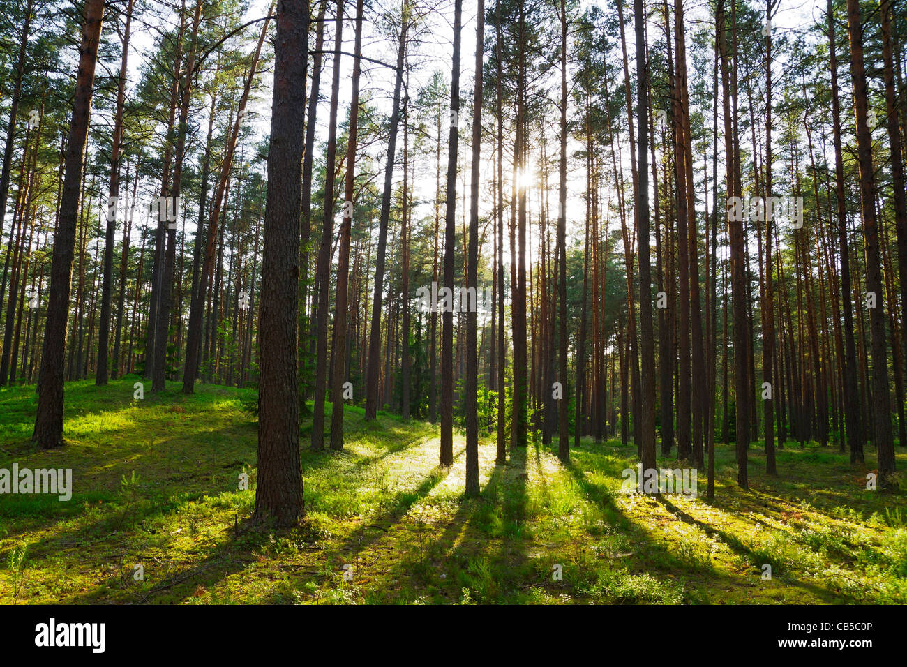 Summer forest, sun Stock Photo - Alamy