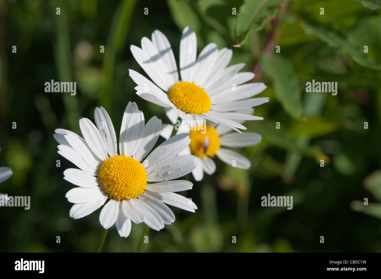 Daisy of the alps hi-res stock photography and images - Alamy