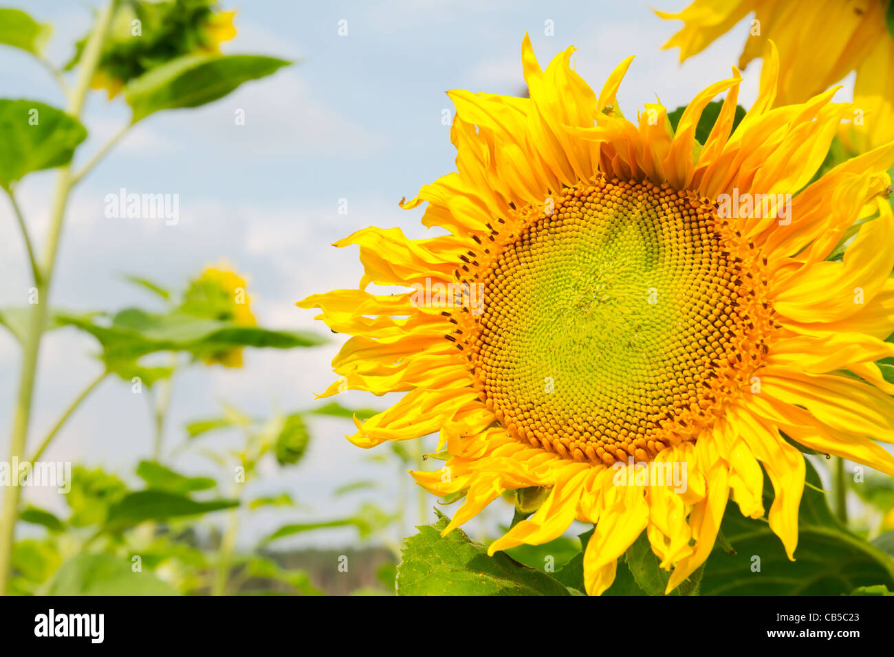 Hd sunflower hi-res stock photography and images - Alamy