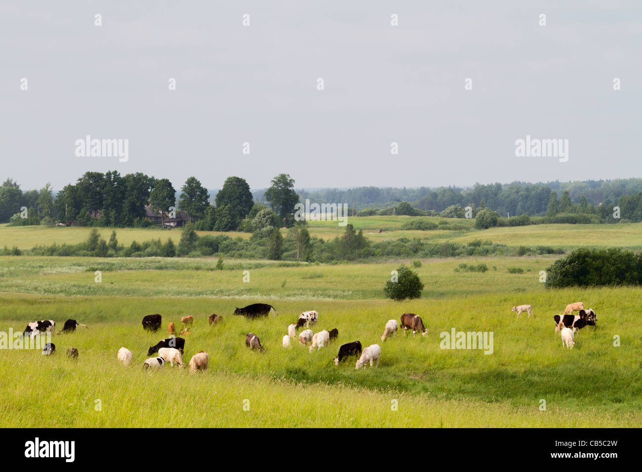 rural landscape with cows Stock Photo - Alamy