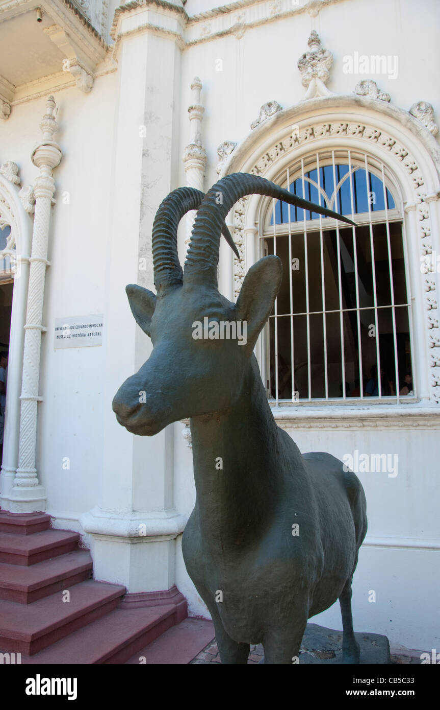Africa, Mozambique. Capital city of Maputo, Museum of Natural History ...