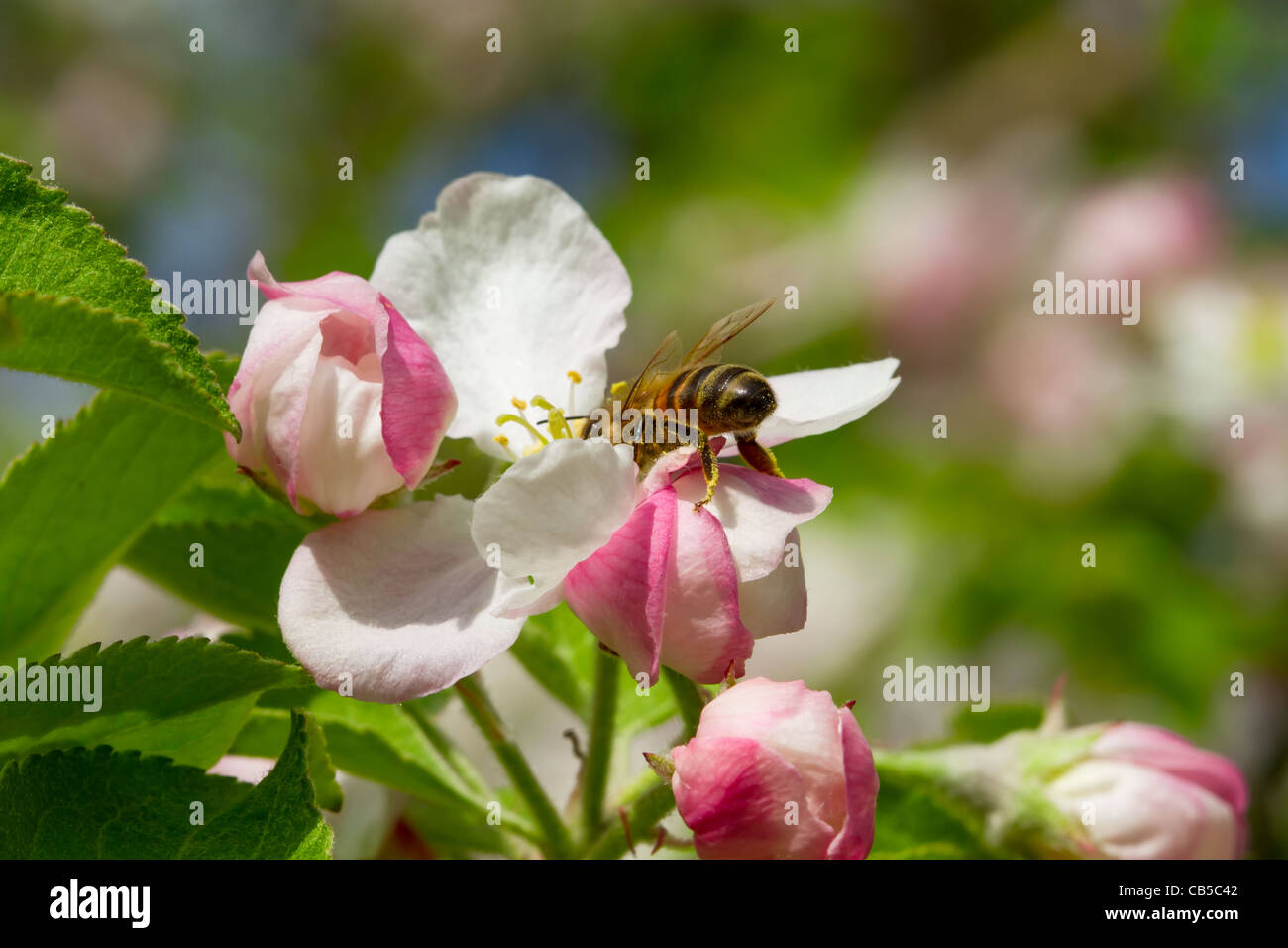 bee on a flower apple Stock Photo - Alamy
