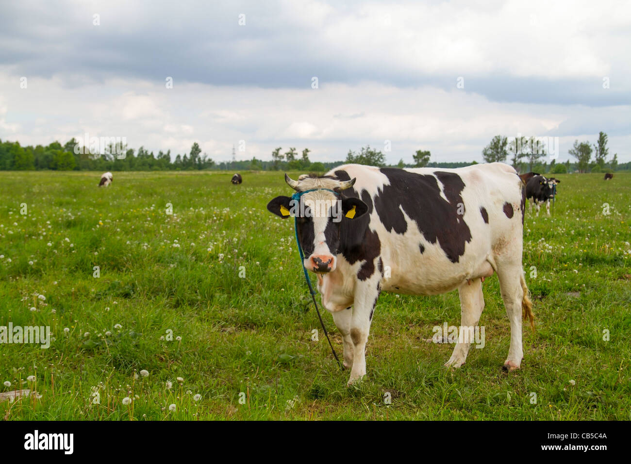 cow in the meadow Stock Photo - Alamy