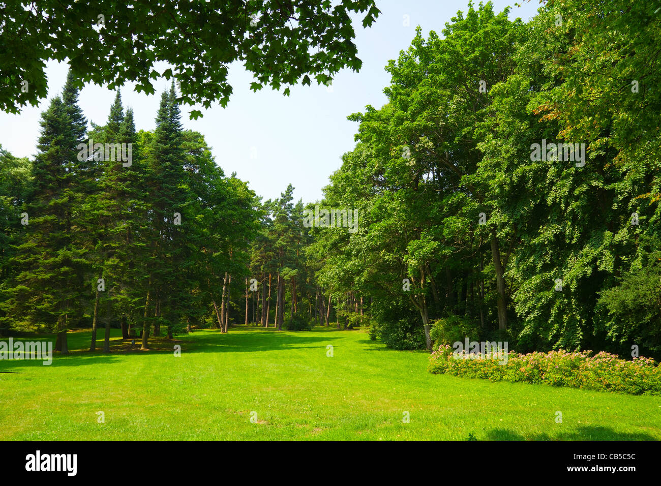 summer park, trees Stock Photo - Alamy