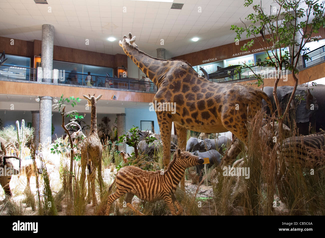 Africa, Mozambique. Capital city of Maputo, Museum of Natural History ...