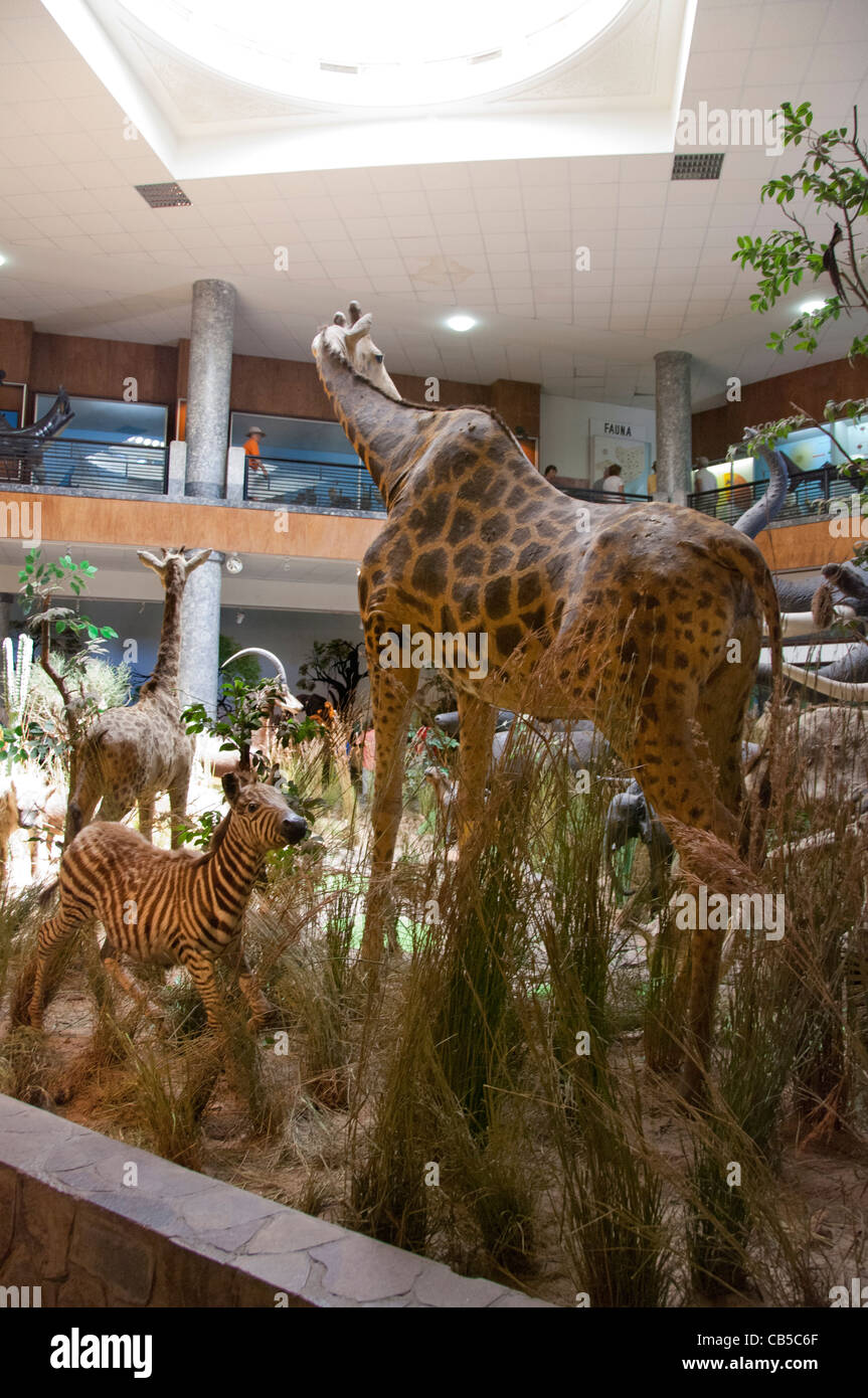 Africa, Mozambique. Capital city of Maputo, Museum of Natural History ...