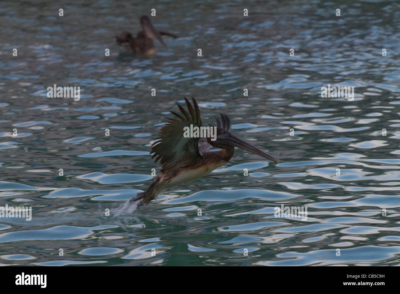 Galapagos symbol hi-res stock photography and images - Alamy