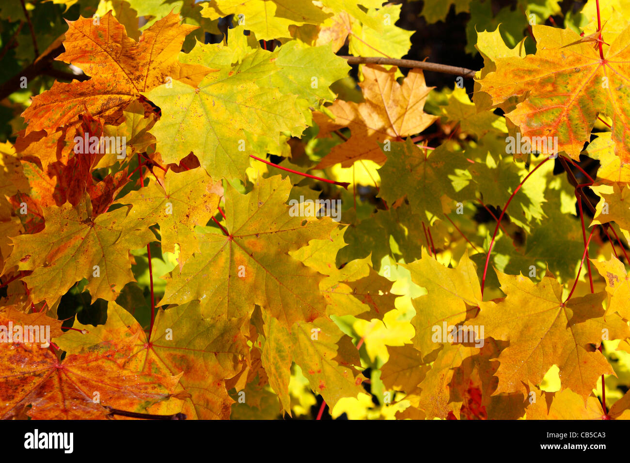 Acer platanoides maple leaves hi-res stock photography and images - Alamy