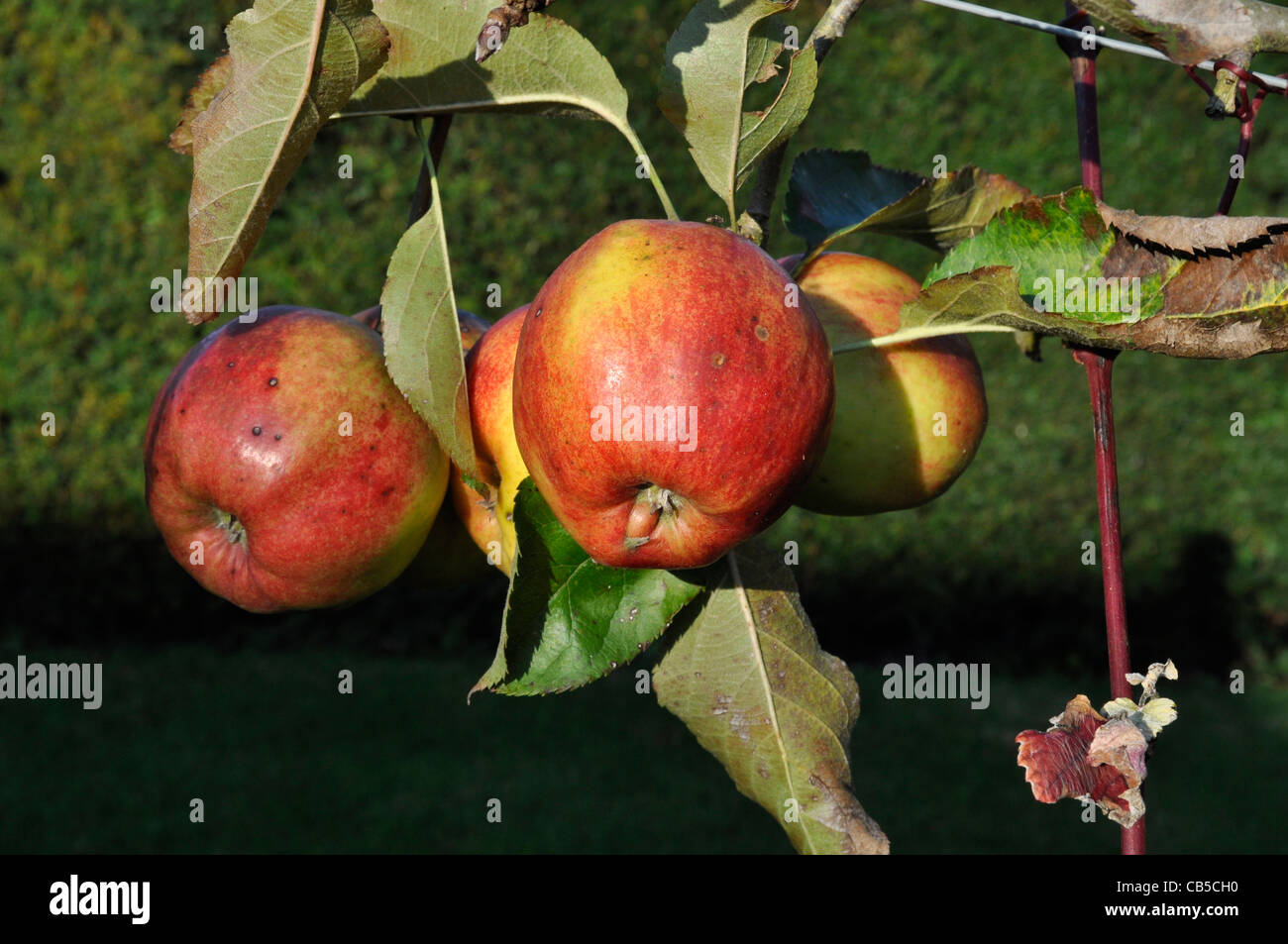 Ripe organic dessert apples hang from the tree in an autumn garden ...