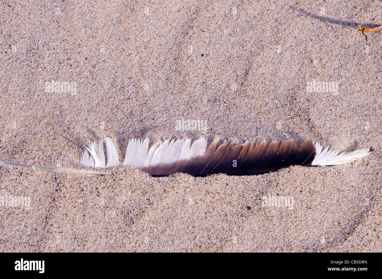 Sea shore bird hi-res stock photography and images - Alamy