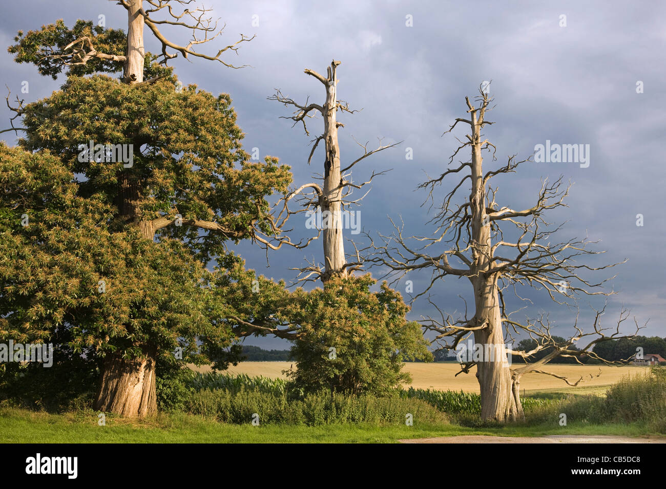 Creepy trunks and branches of dead sweet chestnut / Marron tree ...
