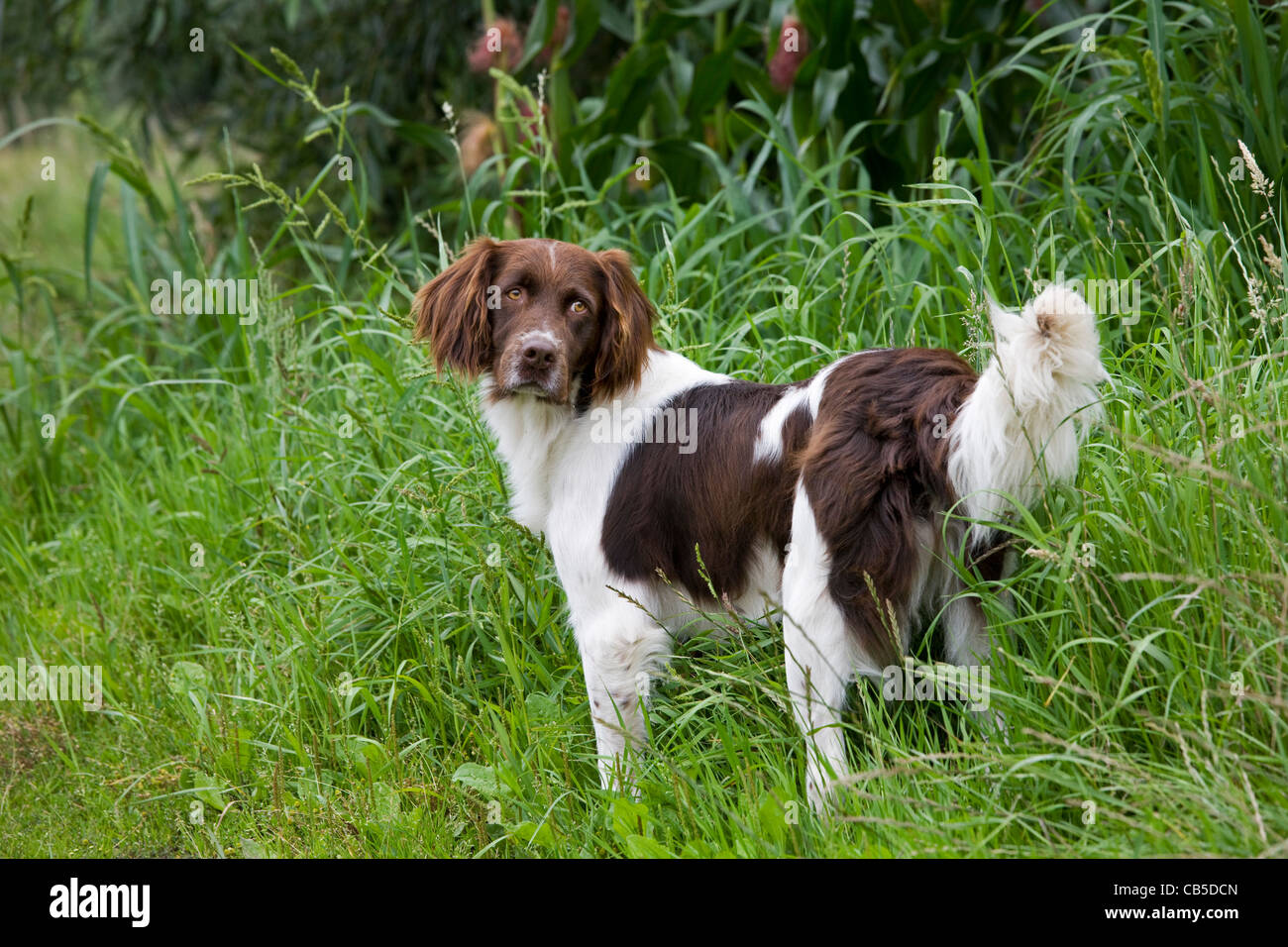 Drentsche Patrijshond / Dutch Partridge Dog / Drent spaniel type ...