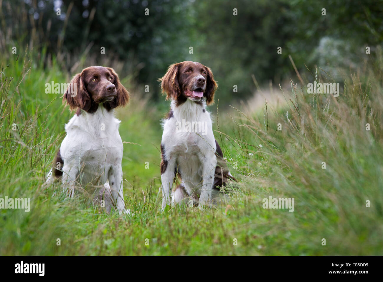 Drentsche patrijshonden dutch partridge dogs hi-res stock photography ...