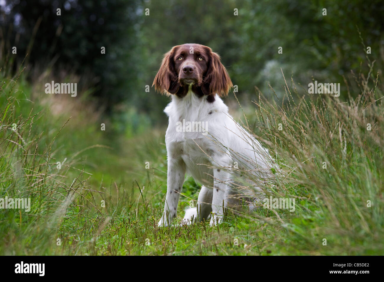 Drentsche Patrijshond / Dutch Partridge Dog / Drent spaniel type ...