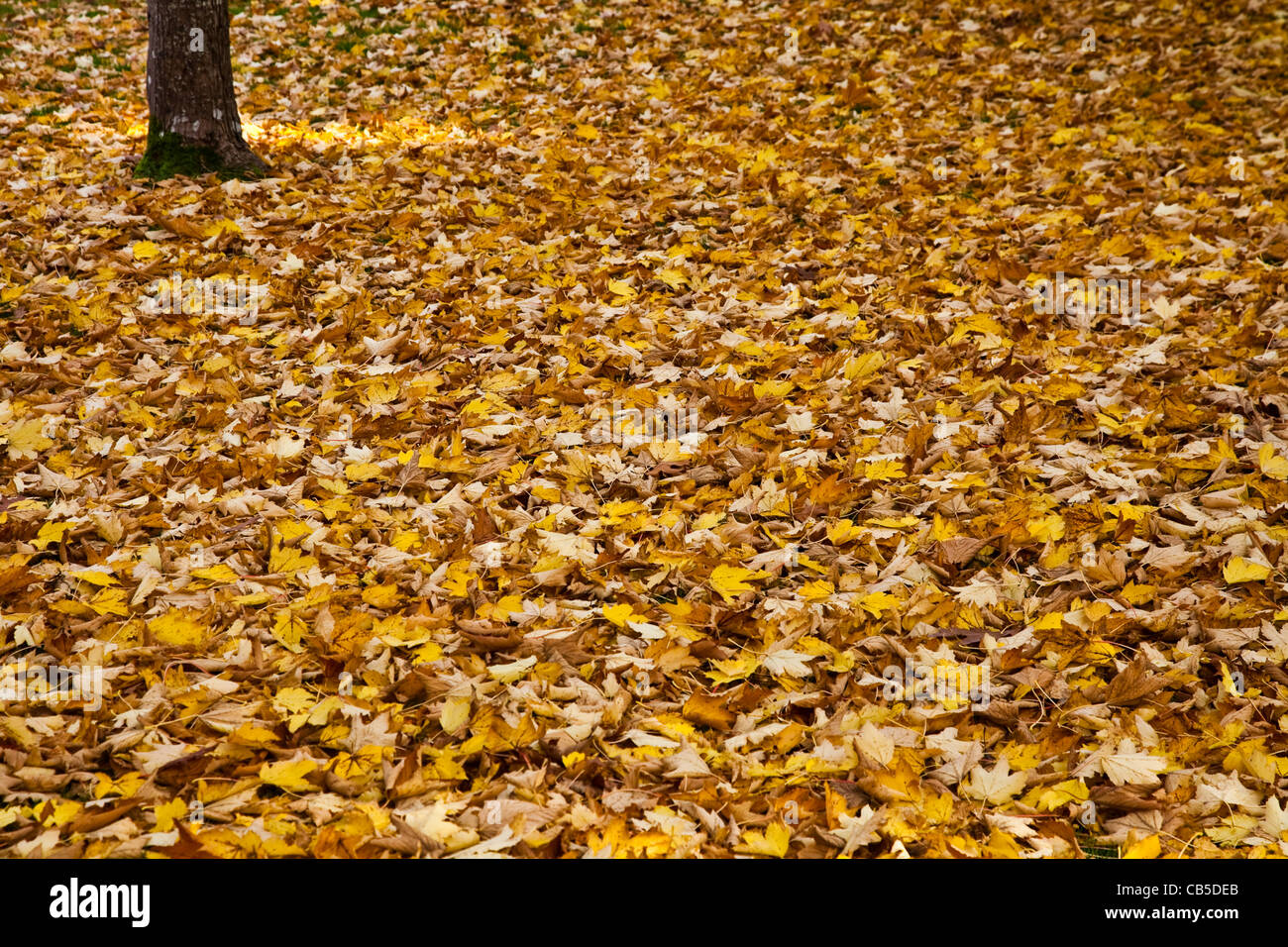 A carpet of fallen Maple leaves in Victoria, Canada Stock Photo - Alamy