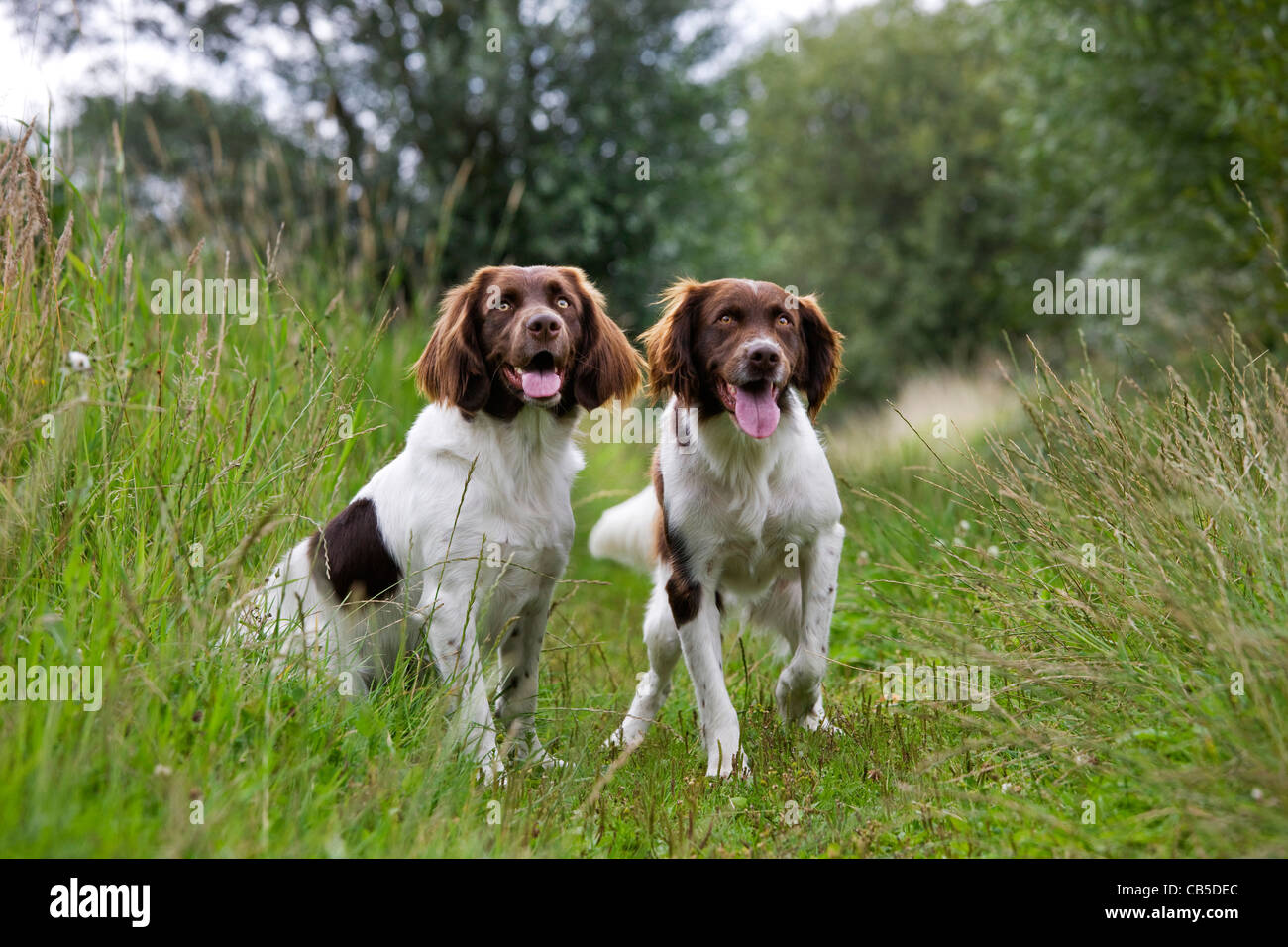 Drentsche Patrijshond / Dutch Partridge Dogs / Drent spaniel type ...