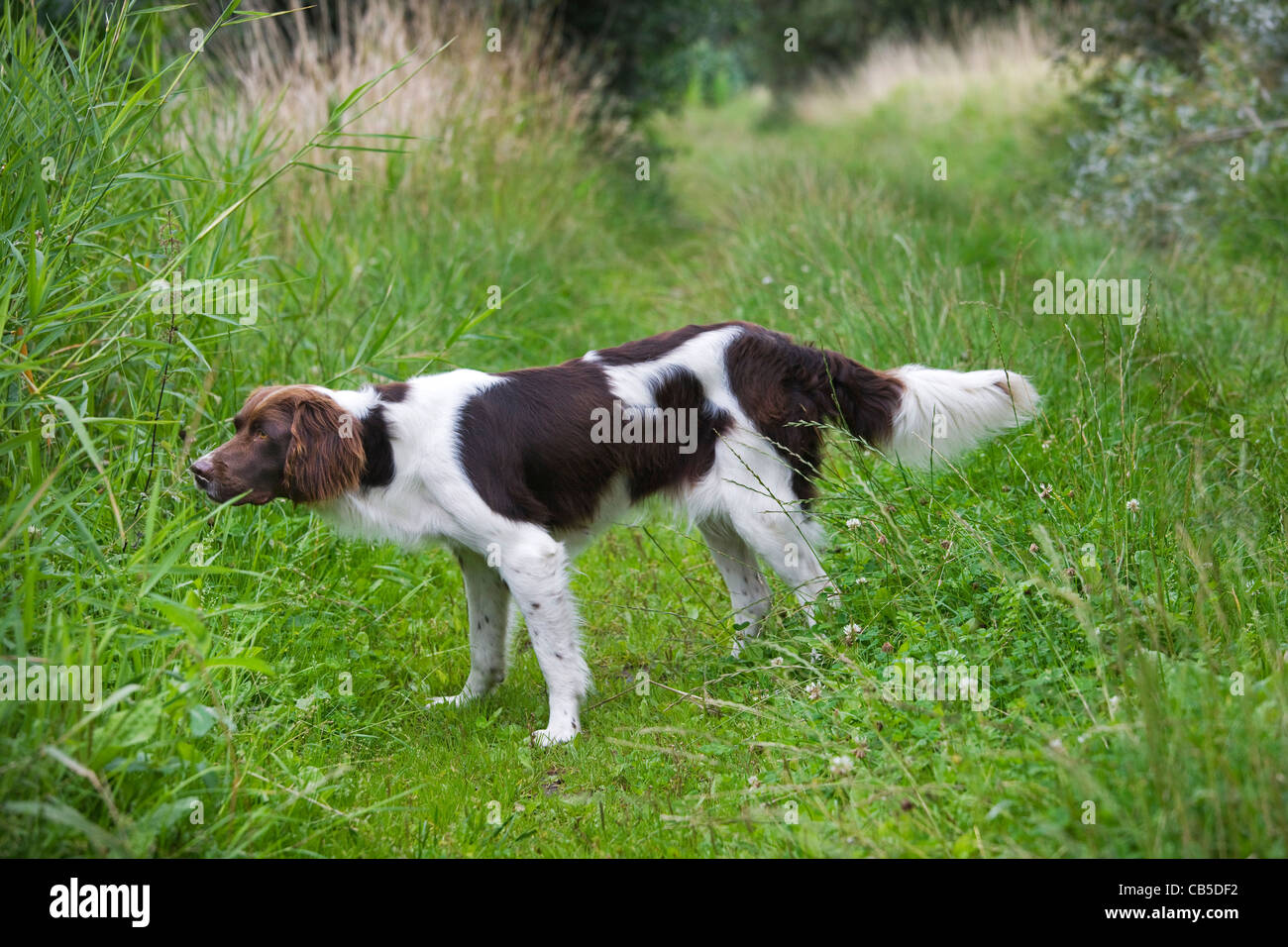 Drentsche Patrijshond / Dutch Partridge Dog / Drent spaniel type ...