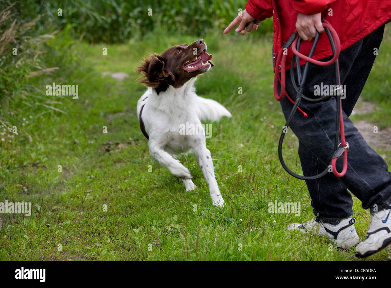 Drentsche Patrijshond / Dutch Partridge Dog / Drent spaniel type ...