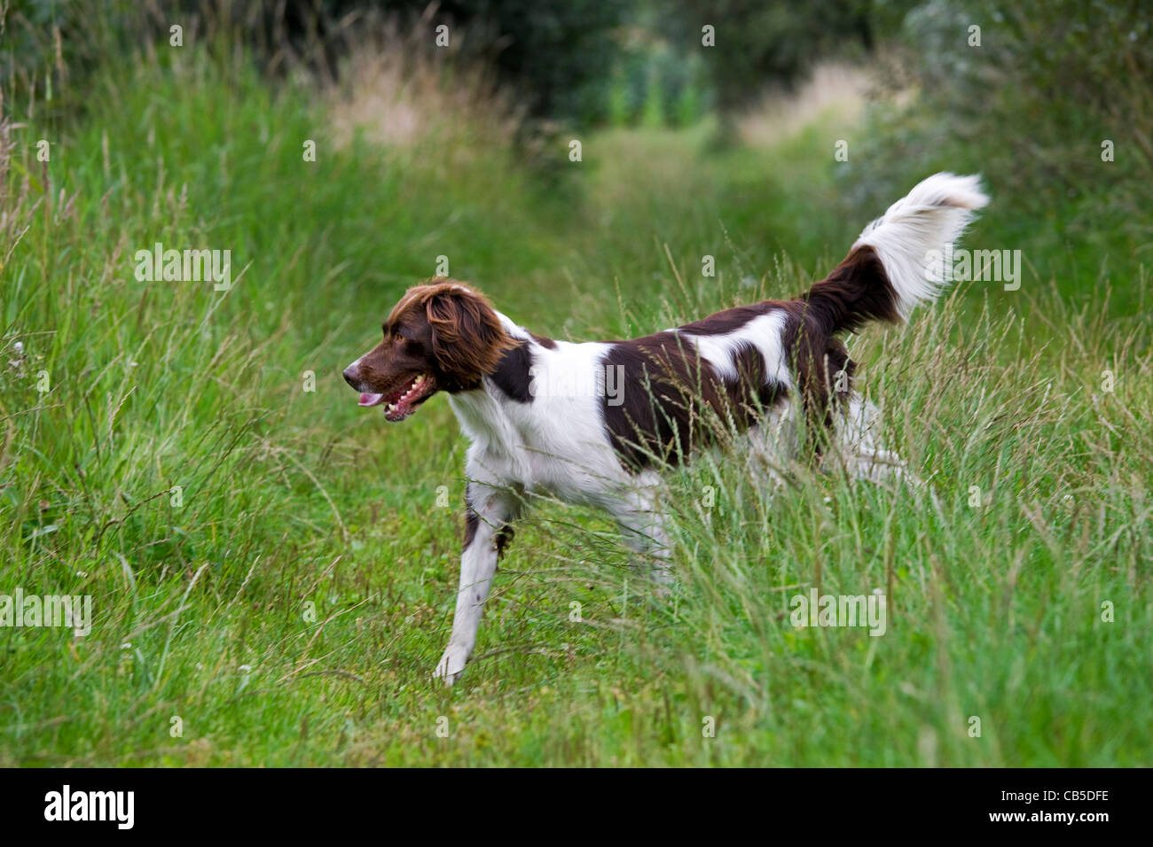 Drentsche Patrijshond / Dutch Partridge Dog / Drent spaniel type ...
