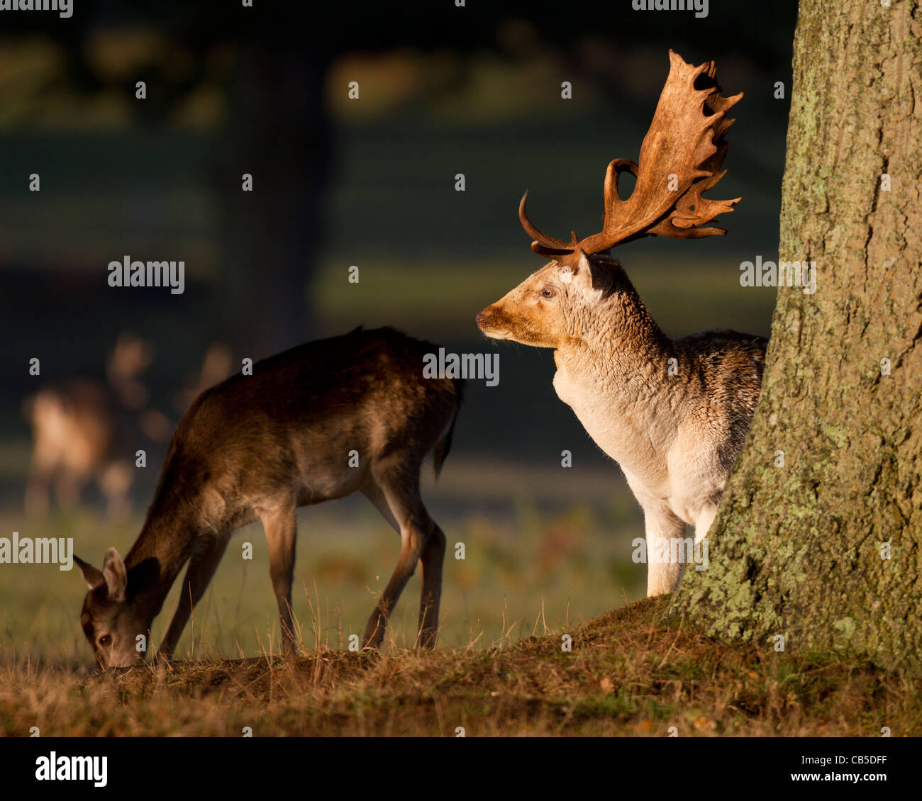 Fallow Deer Stag and Doe in country park Stock Photo - Alamy