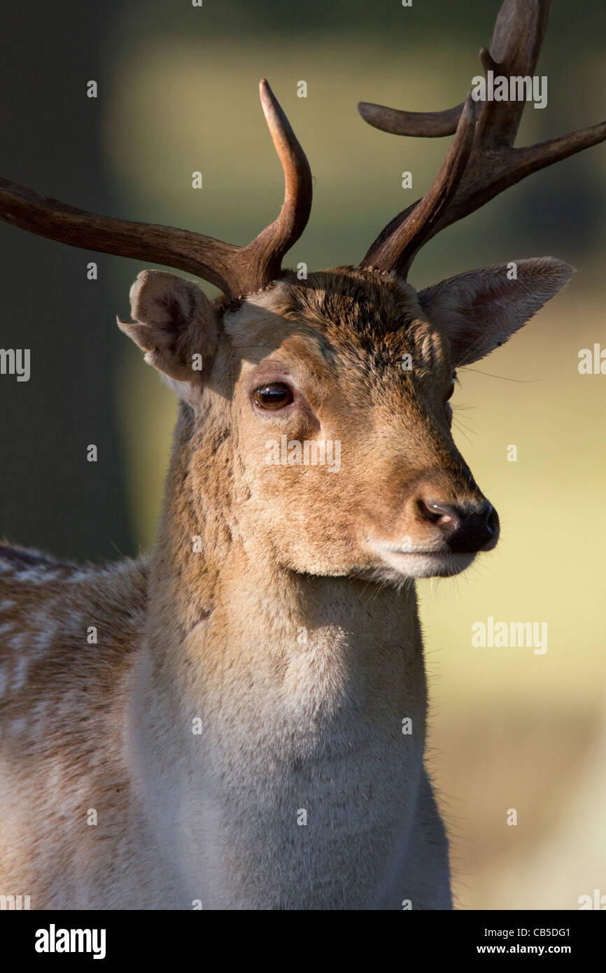 Portrait of a stag hi-res stock photography and images - Alamy