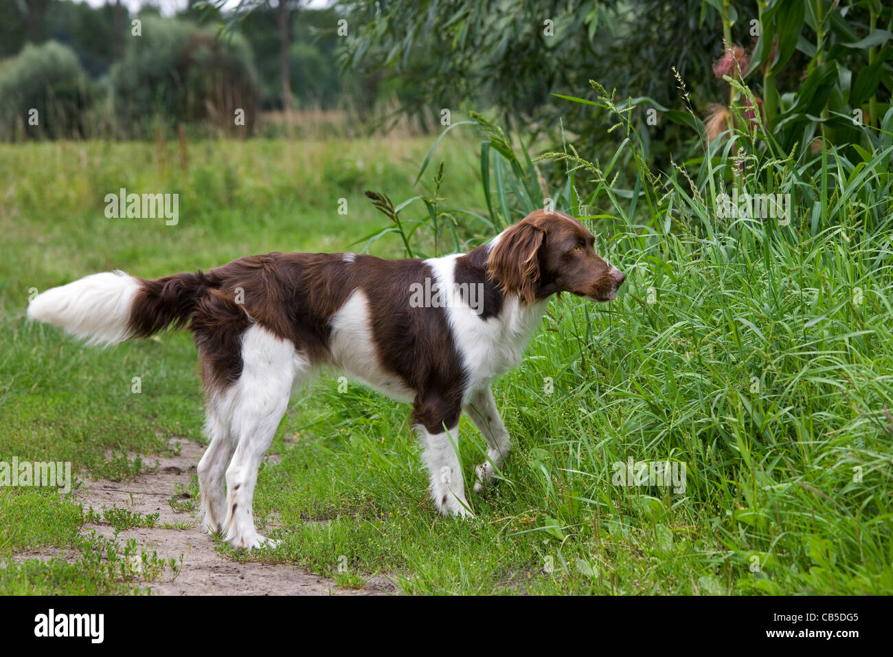 Drentsche Patrijshond / Dutch Partridge Dog / Drent spaniel type ...