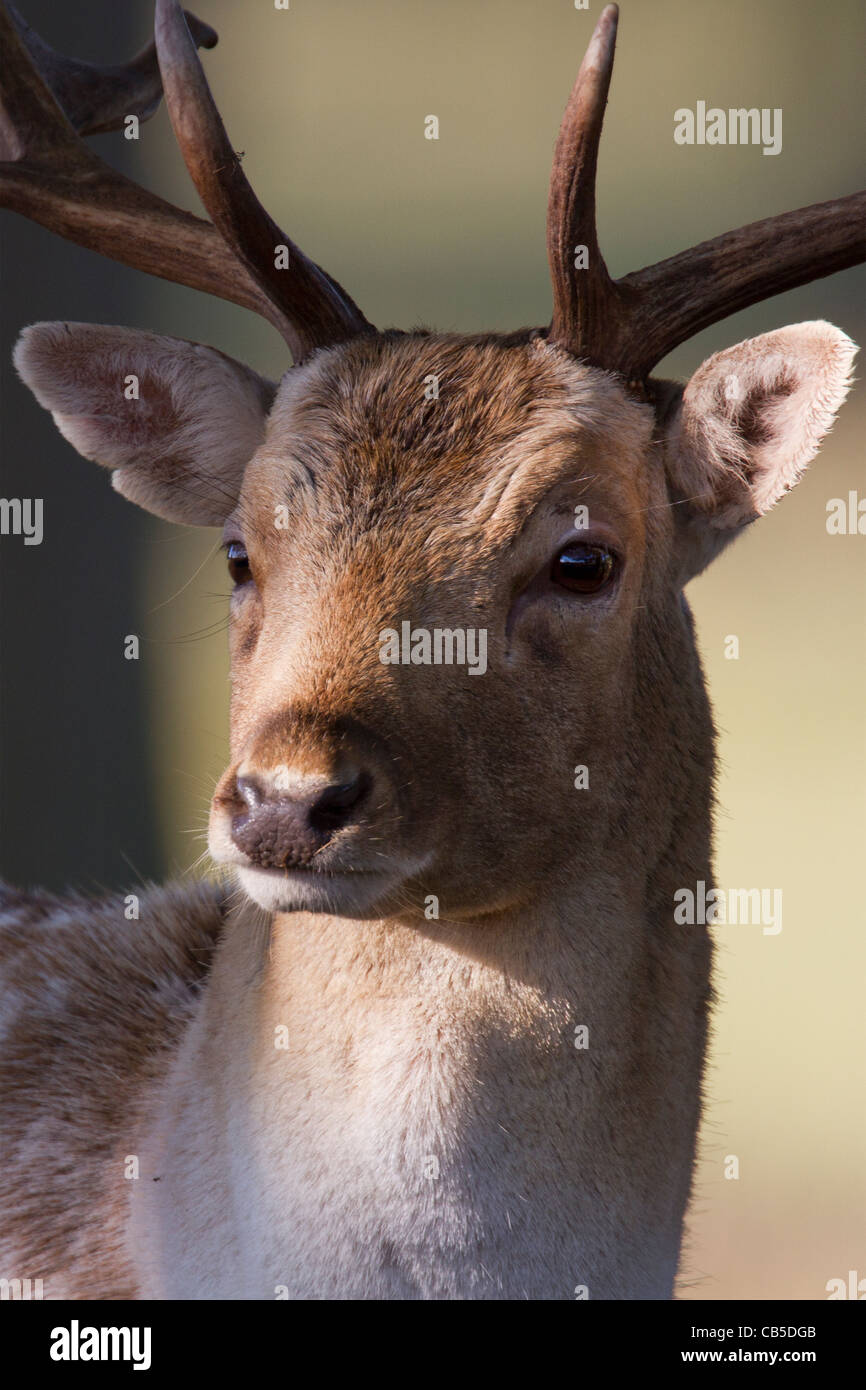 Portrait of a Fallow Deer stag Stock Photo - Alamy