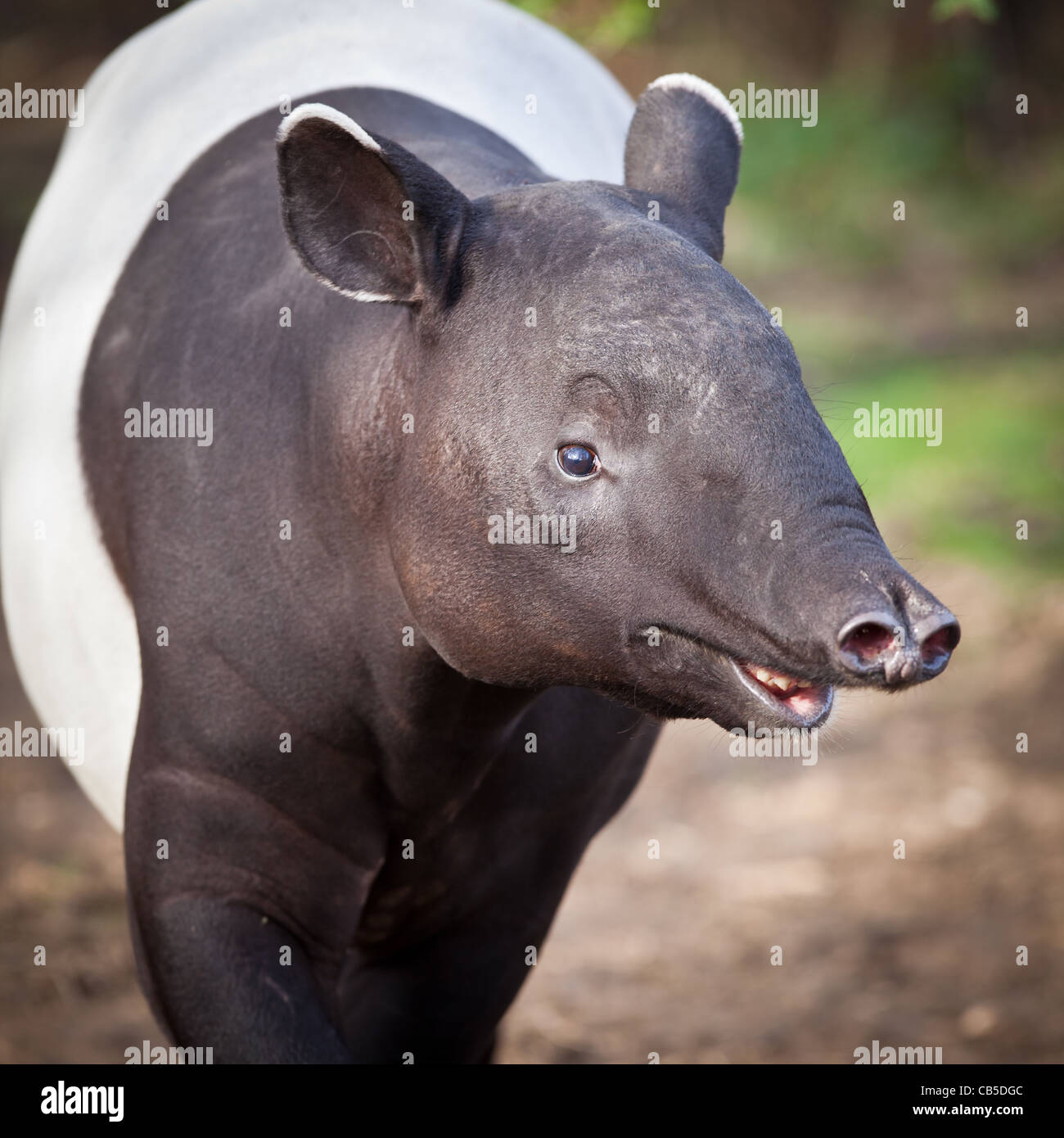 Malayan tapir hi-res stock photography and images - Alamy