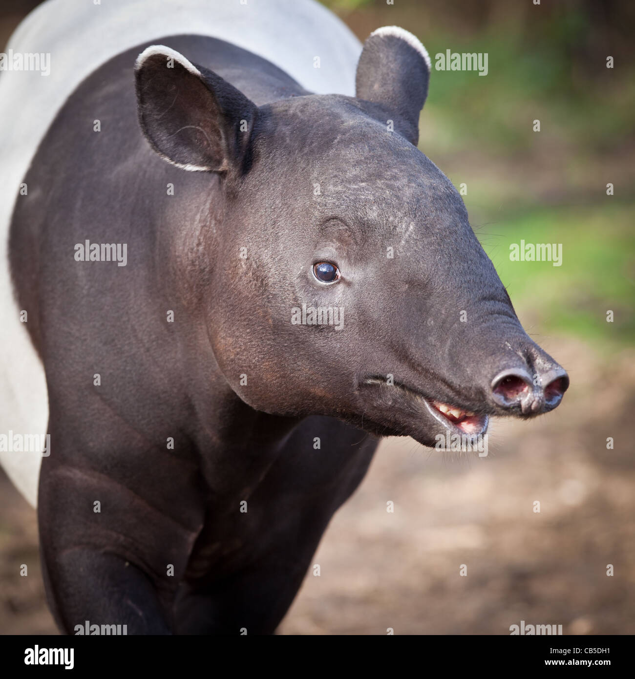 Malayan Tapir, also called Asian Tapir (Tapirus indicus Stock Photo - Alamy