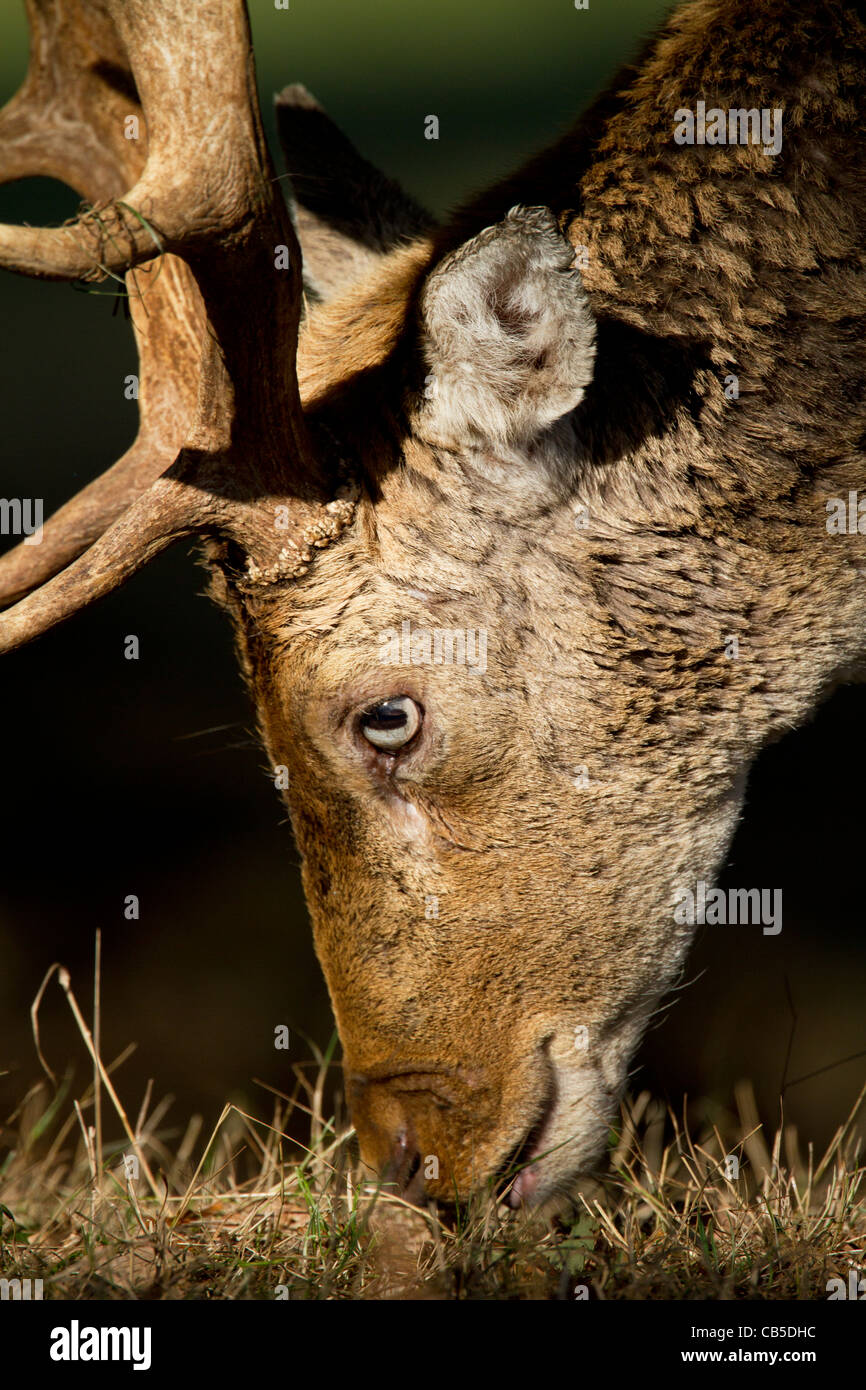 Fallow Deer Stag Grazing Stock Photo - Alamy