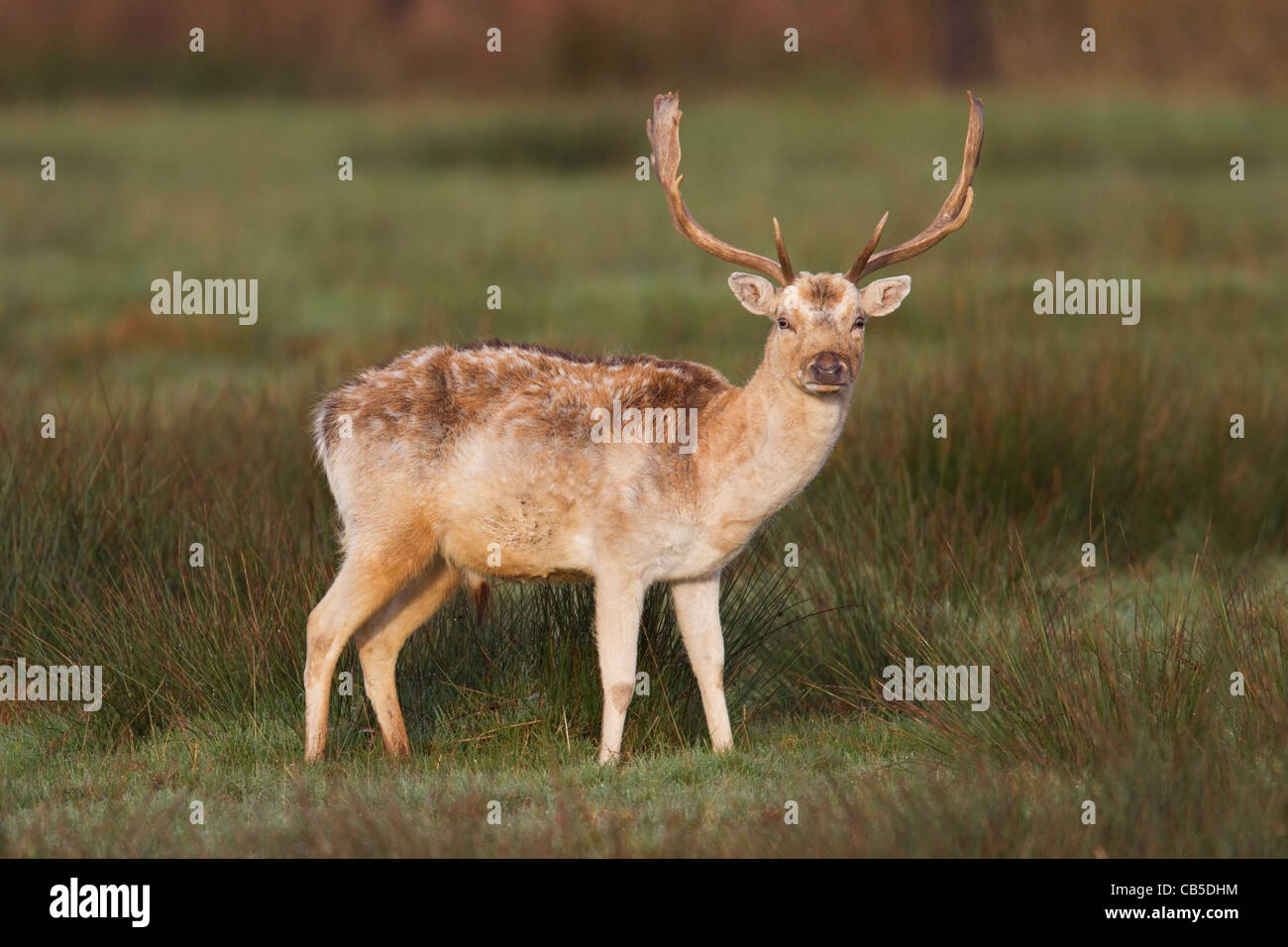 British deer hi-res stock photography and images - Alamy