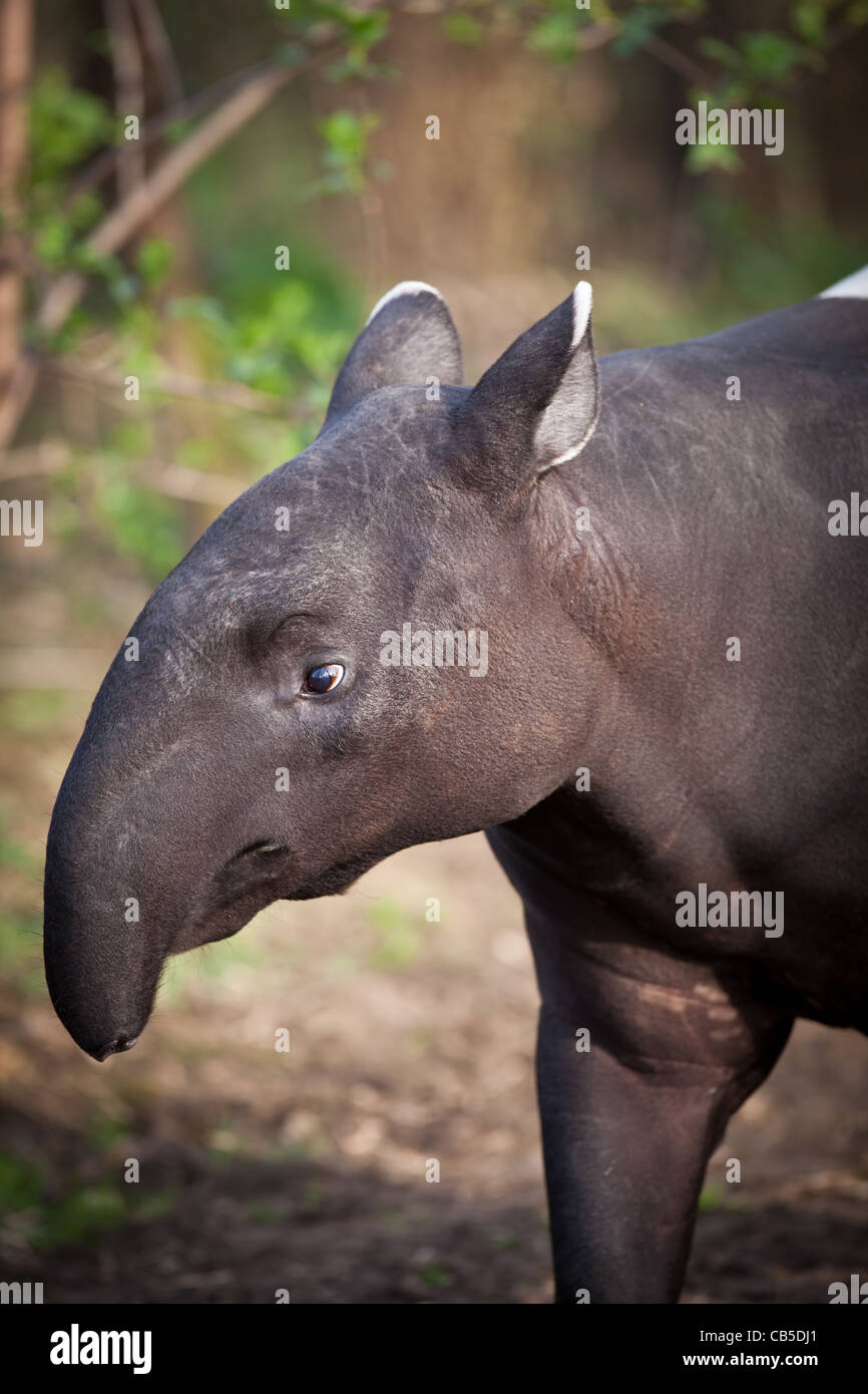 Malayan Tapir, also called Asian Tapir (Tapirus indicus Stock Photo - Alamy